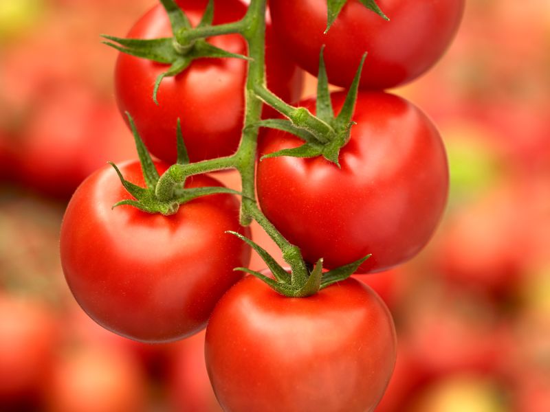Historia del Tomate | Festival del Tomate de Cantabria